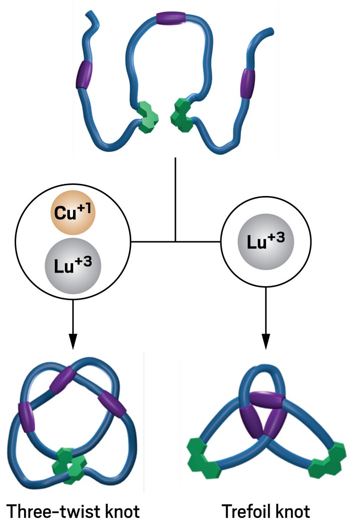 Tying knots in a molecular string