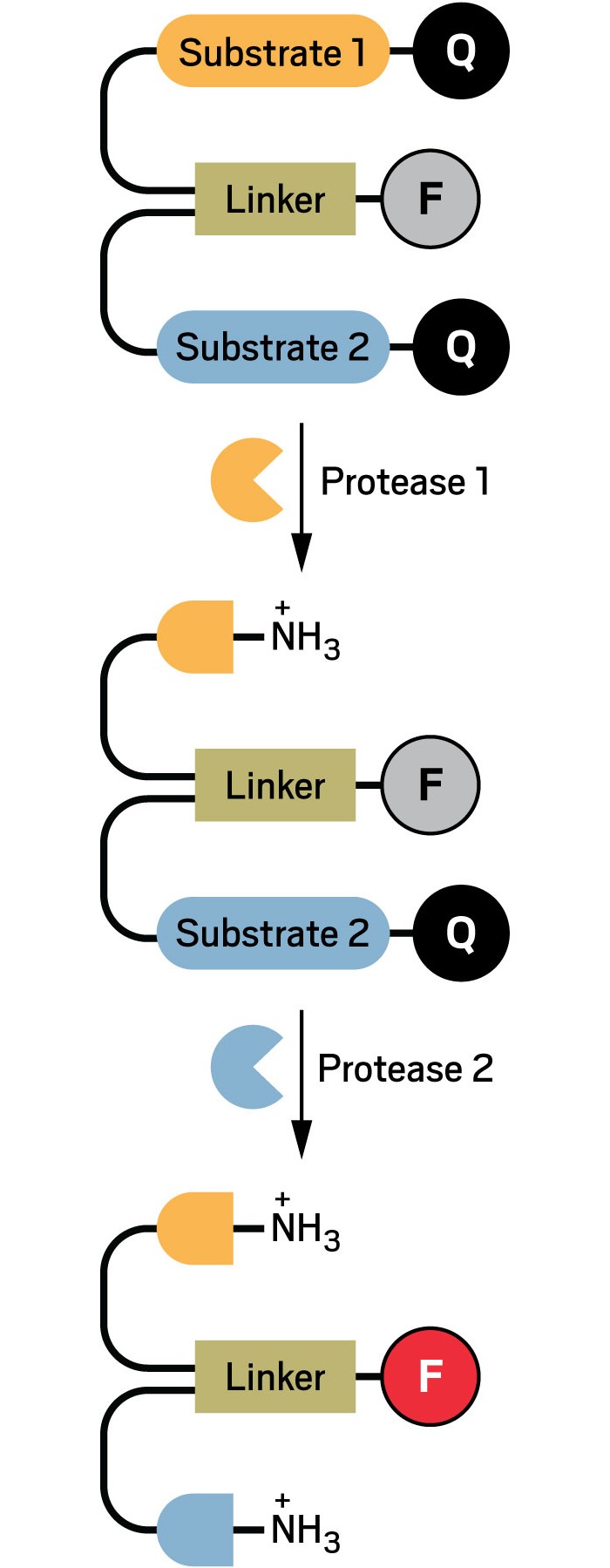 Contrast agents improve fluorescence-guided surgery