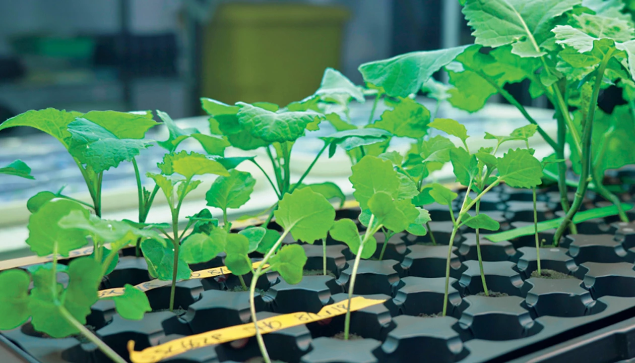 Cibus advances gene-edited crops