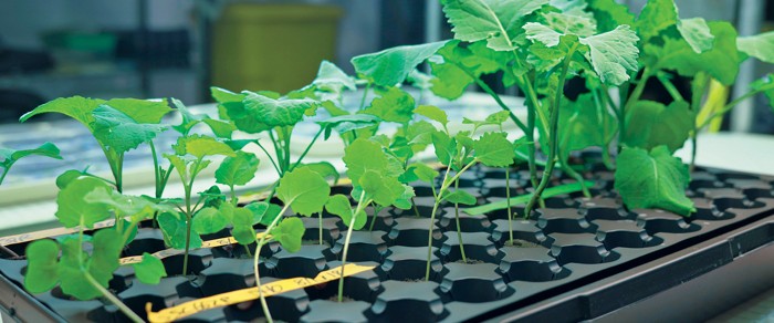 Cibus advances gene-edited crops