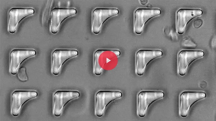 Video: Simple methods speed up purification of lab-grown blood cells