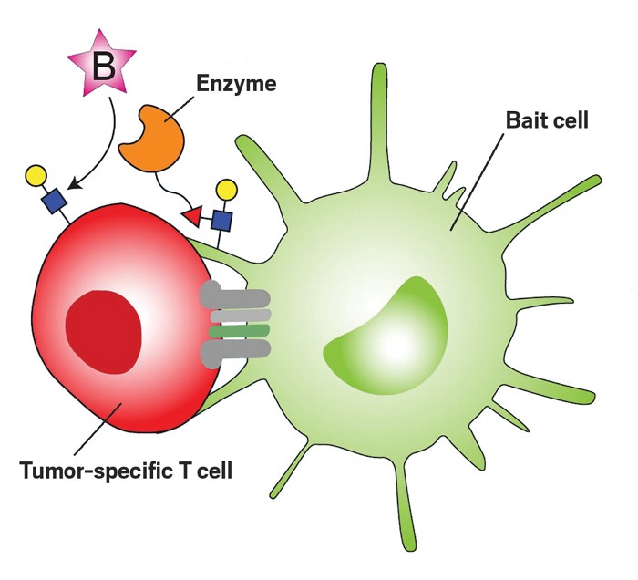 Targeting tumor-specific T cells
