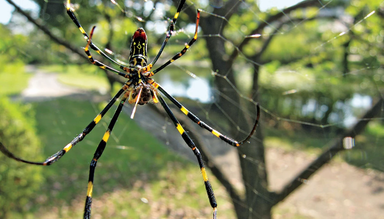 Spider silk proteins condense into droplets to form silk