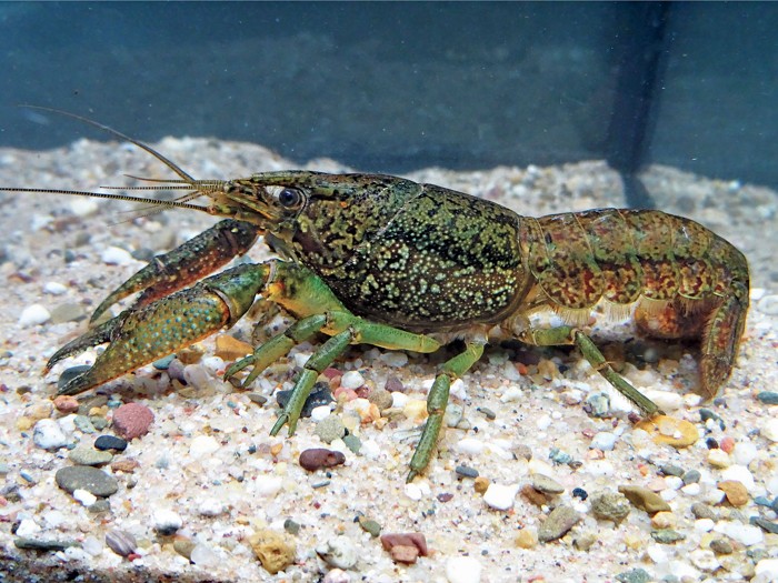 Turkey troubles and cantankerous crustaceans