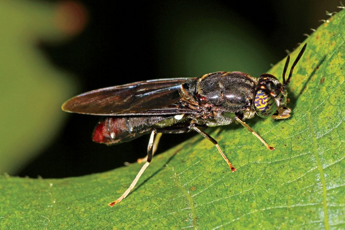 ADM, InnovaFeed to build US insect protein facility