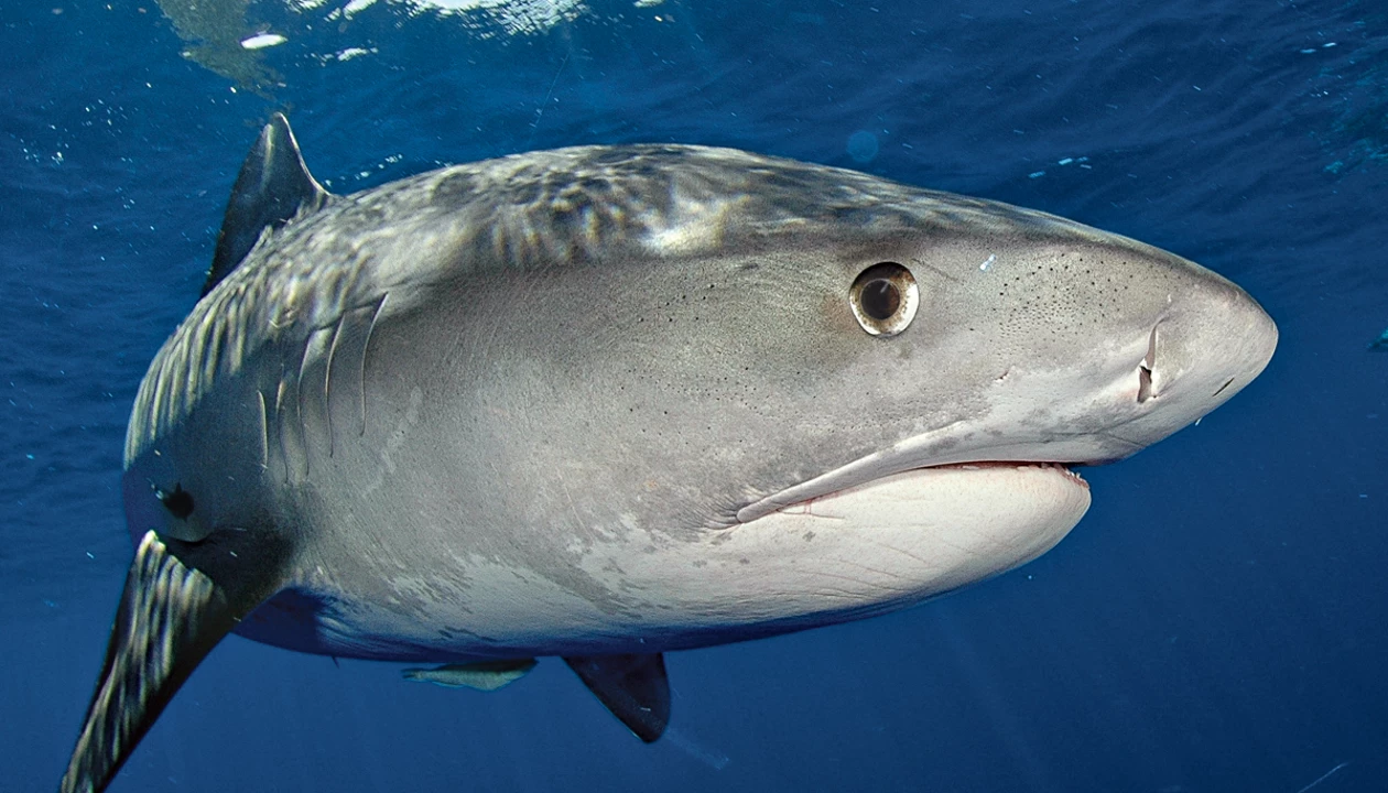On the hunt for alternatives to shark squalene for vaccines