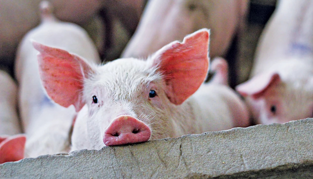 Biotech pigs approved for food and potential medical uses