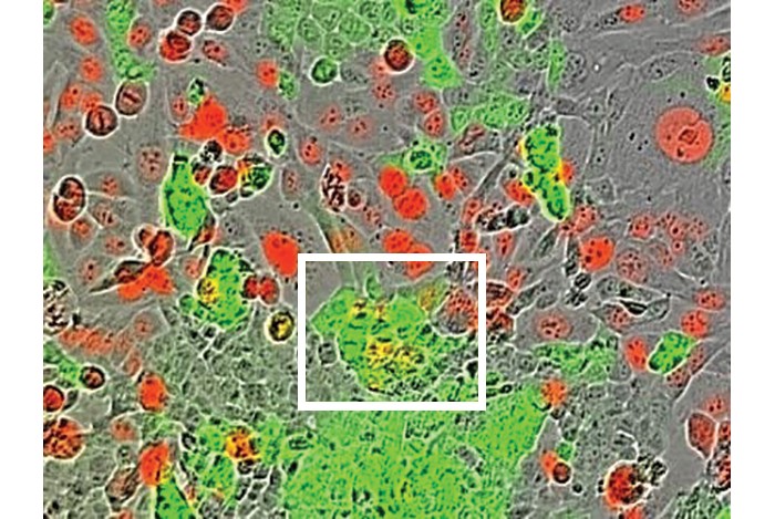 Cancer cells can evolve by combining