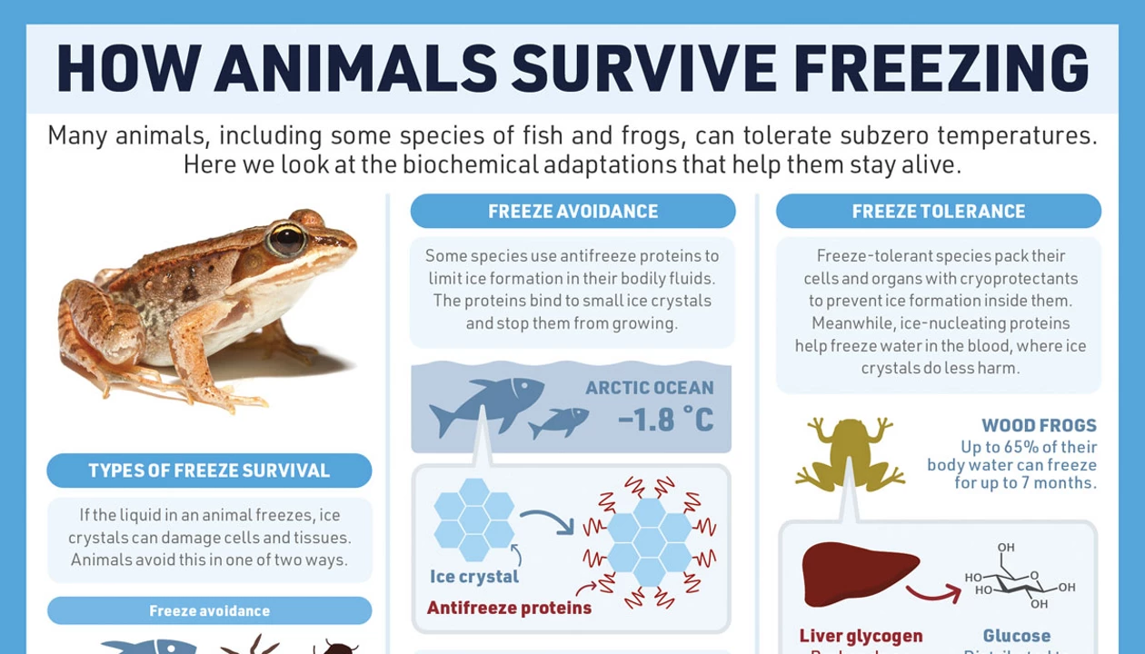 Periodic Graphics: How animals survive freezing