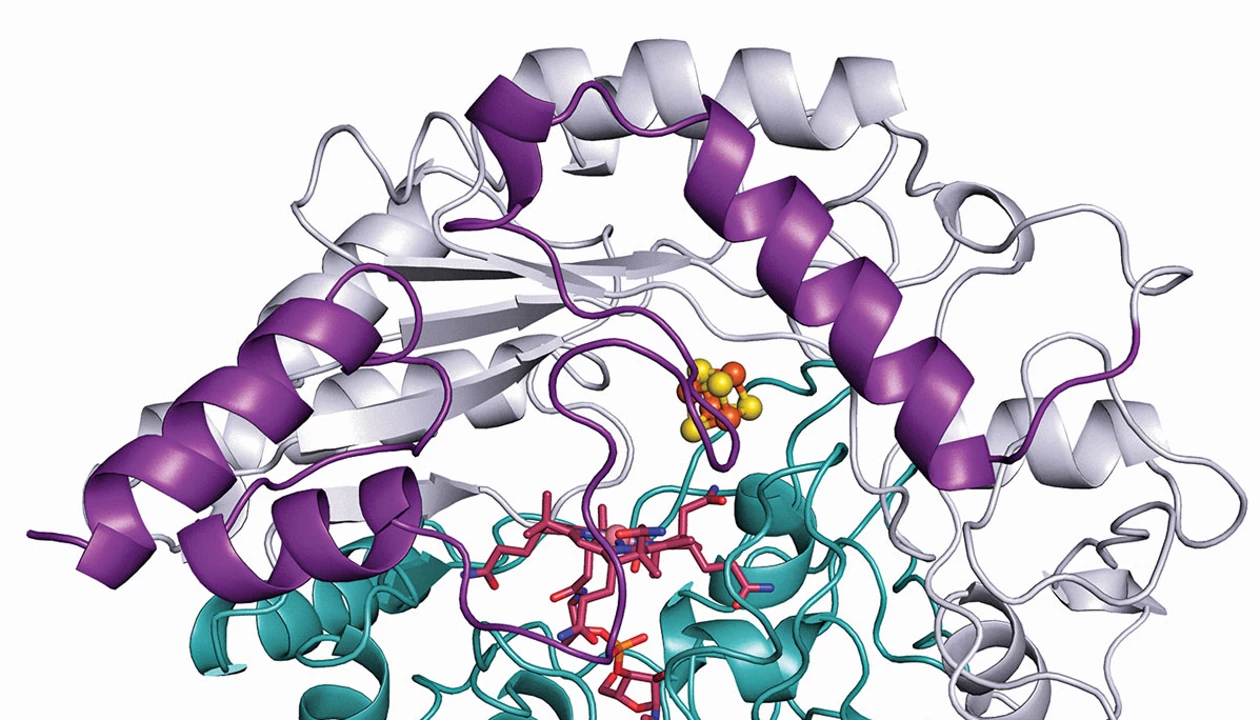 Structure reveals why radical enzyme isn’t radical