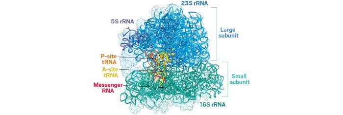 Rrna Diagram Dynamic G Quadruplexes On The Surface Of The Human