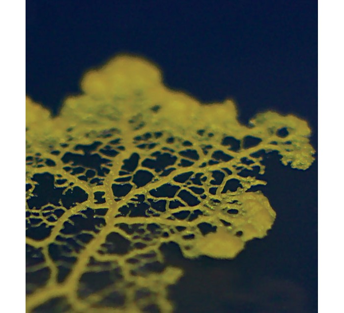 Physarum Under Microscope