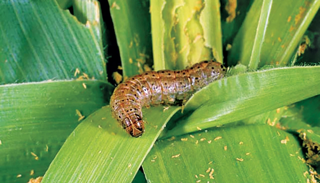 Provivi gets $10 million from Gates Foundation for insect control