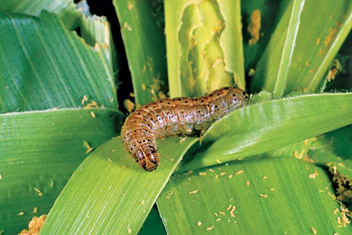 Provivi gets $10 million from Gates Foundation for insect control