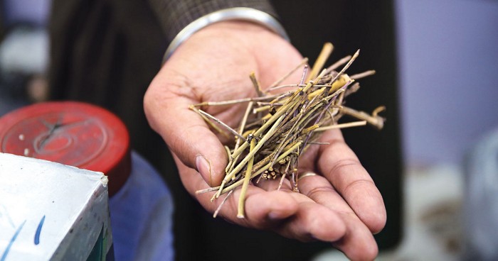 Afghanistan’s crystal meth boom is rooted in this plant