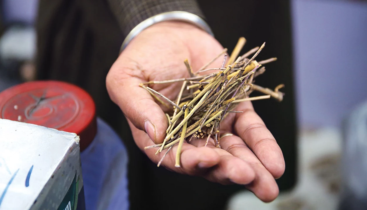 Afghanistan’s crystal meth boom is rooted in this plant