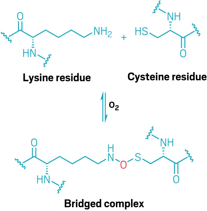 Lysine Amino Acid Structure