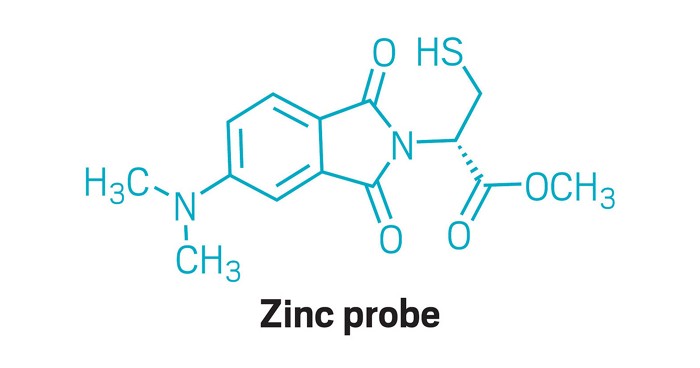 Probe binds zinc in antibiotic-resistance enzyme