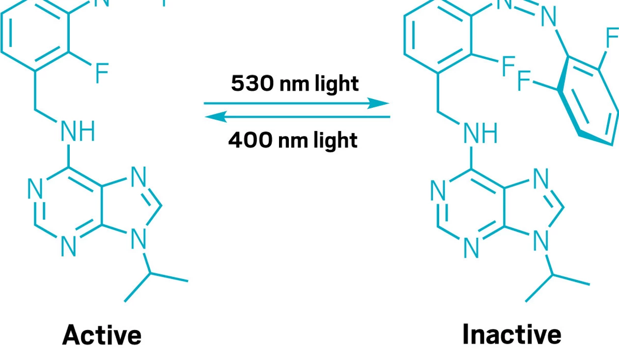 Light activated molecule shifts circadian clock in cells