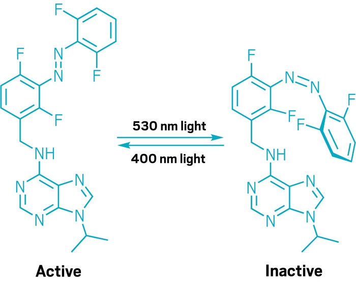 Light activated molecule shifts circadian clock in cells
