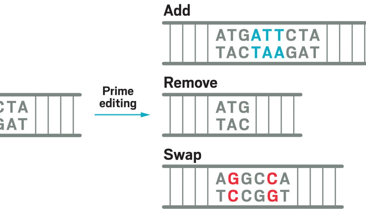 Prime Medicine raises $315 million for search-and-replace CRISPR gene ...