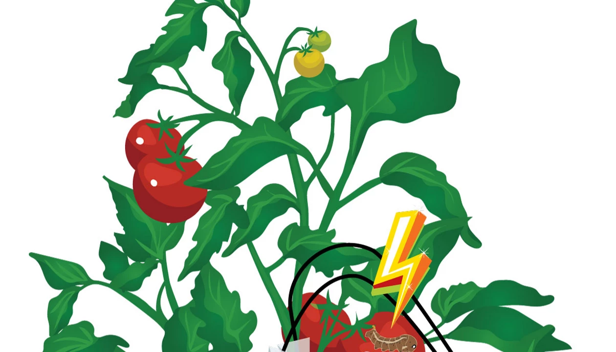Hairworm horrors and talking tomatoes