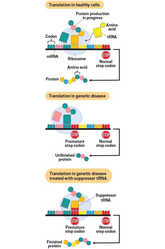 Transfer Rna Picture