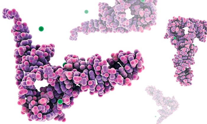 tRNA therapies could help restore proteins lost in translation