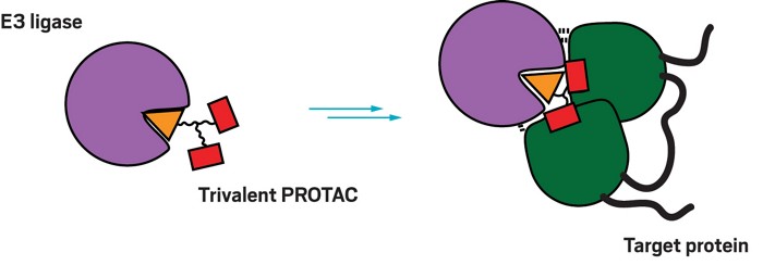 Trivalent PROTACs speed up protein degradation