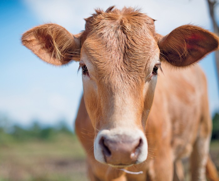 DSM to build plant for methane-reducing feed additive in Scotland