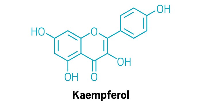 Conagen makes antioxidant kaempferol by fermentation