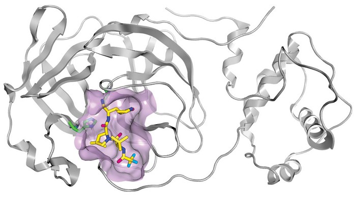 How Pfizer scientists transformed an old drug lead into a COVID-19 ...