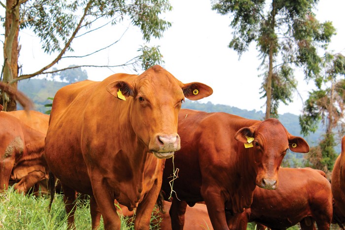 US FDA clears the way for CRISPR beef cows