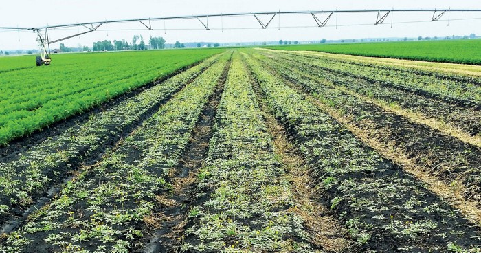 Goodyear to develop dandelion rubber