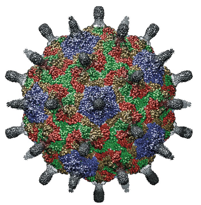 DNA Virus An Overview ScienceDirect Topics, 50% OFF