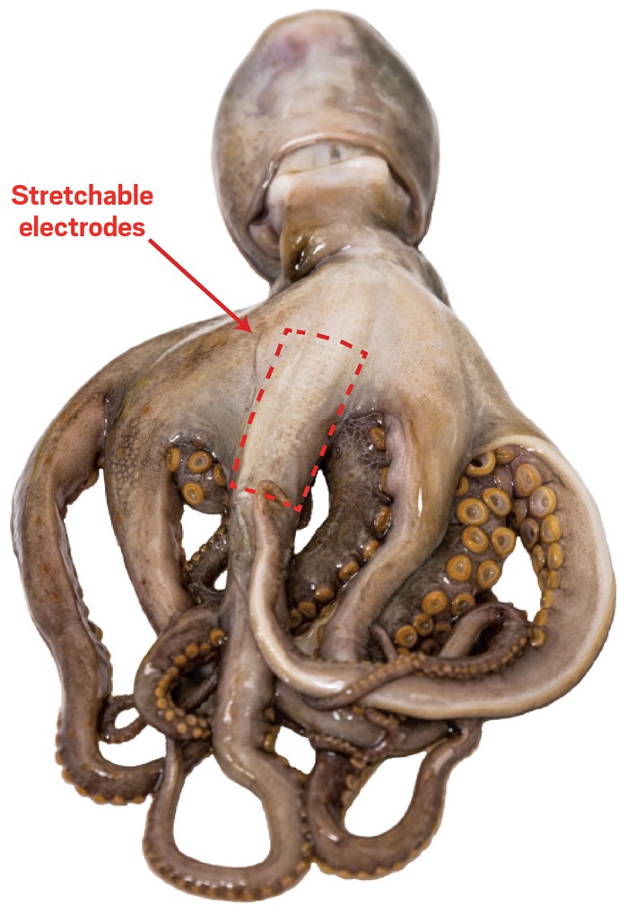 Octopus Anatomy