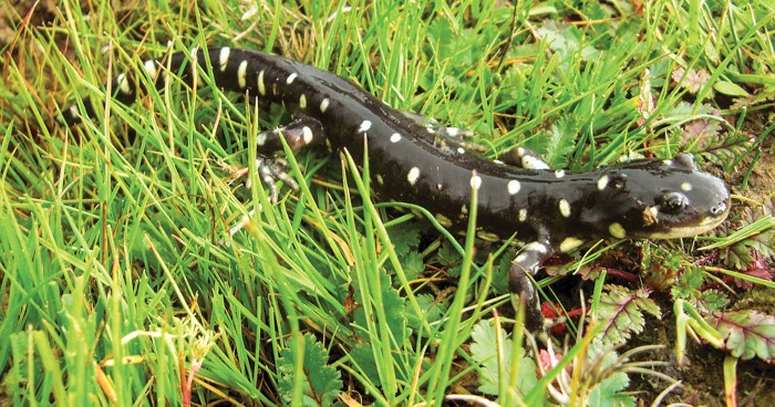 EPA targets methomyl insecticide