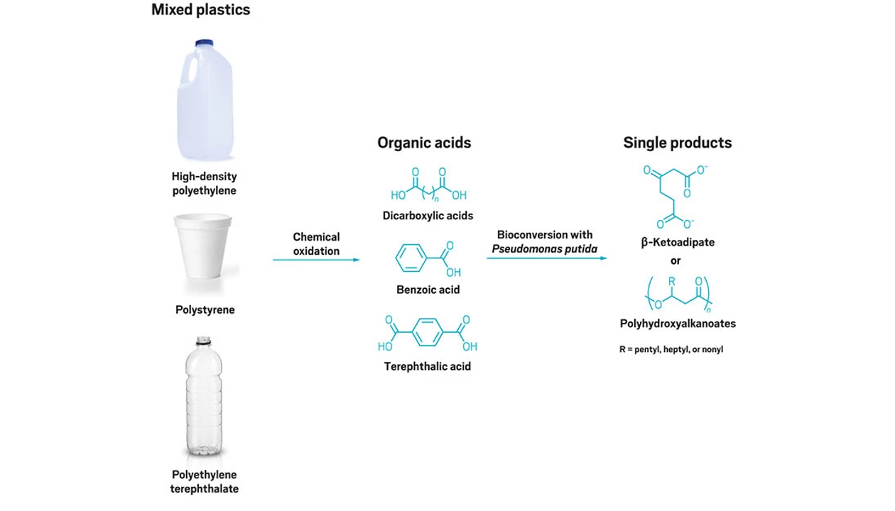Chemistry and biology unite to recycle mixed plastics