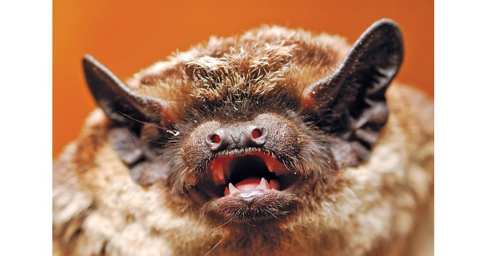 Bellowing bats and chemical cussing