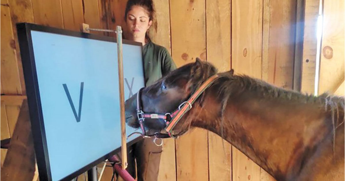 Horse Breeding Bench