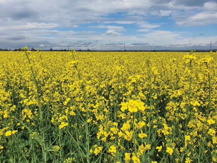 Corteva, Bunge, and Chevron announce canola collaboration