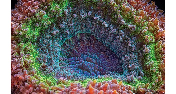 Molecular mapping of coral reef diversity