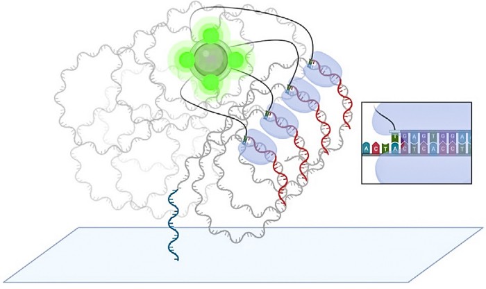 Nanopores-Sequence-Bacterial-Genome