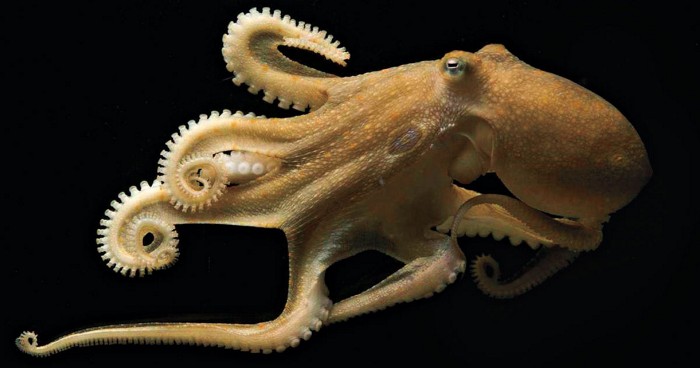 How octopuses beat brain freeze