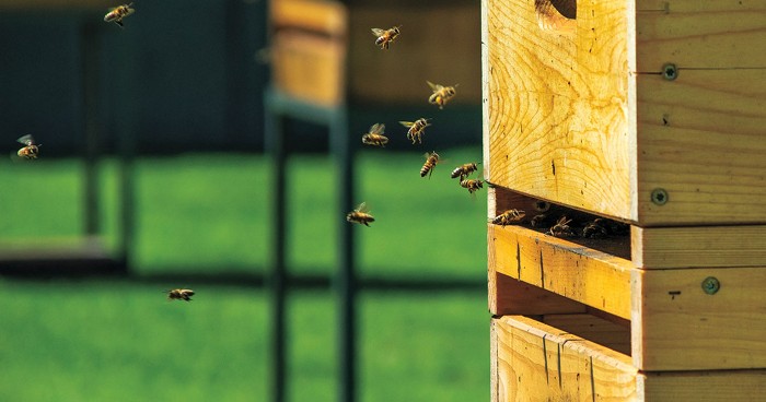 Comb collections: The sweet science of honeybee hives
