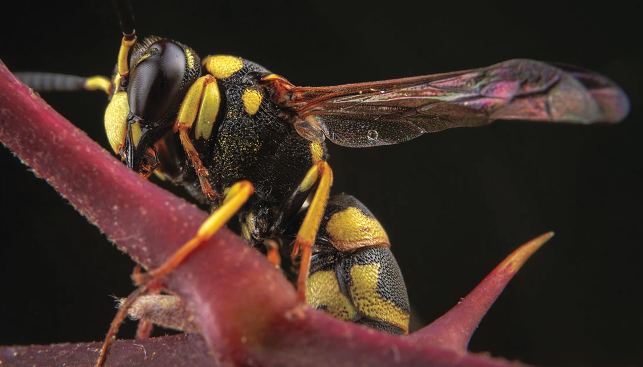 Reprograming wasp venom to make antimicrobials