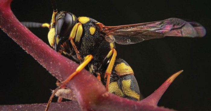 Reprograming wasp venom to make antimicrobials