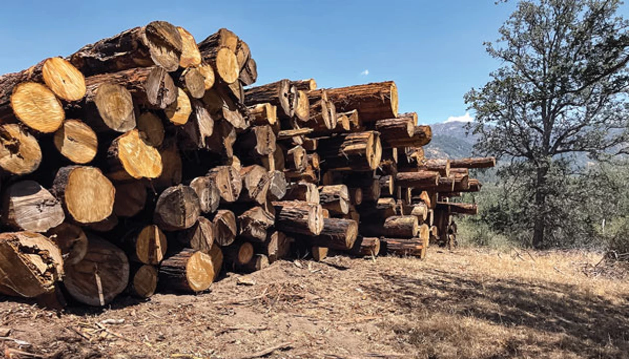 Mote is planning hydrogen from wood