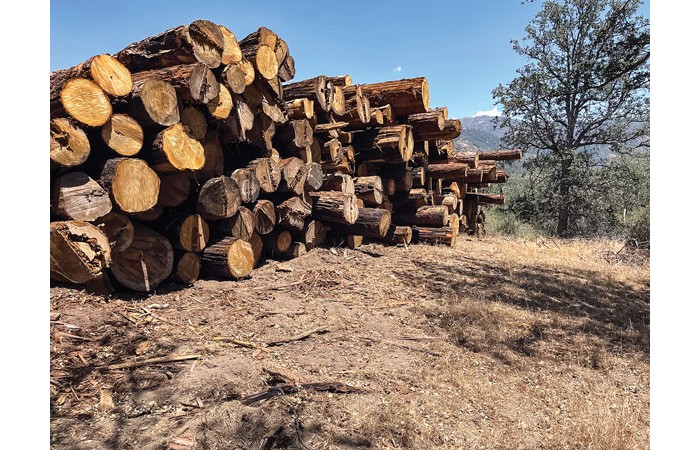 Mote is planning hydrogen from wood