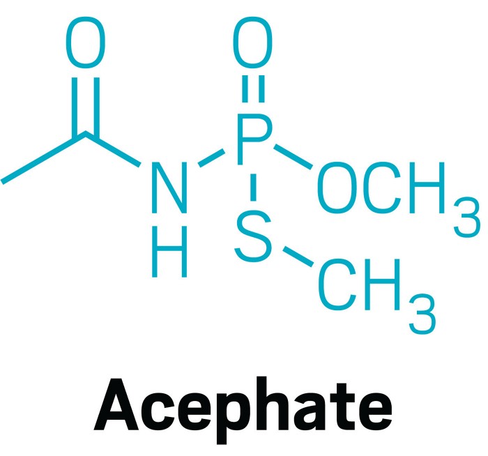 Organophosphate pesticide acephate poses health risks